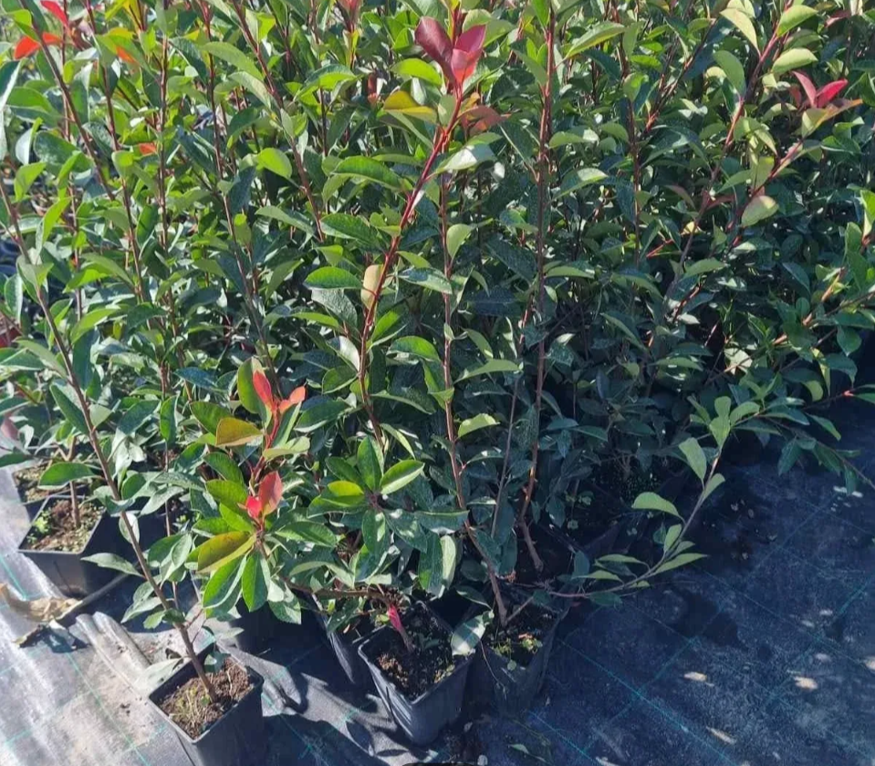 Bor (drvo) – Vrste, Sadnja i Saveti za Održavanje Četinara