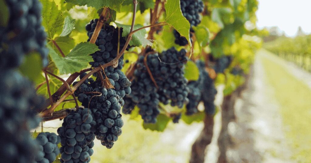 Sadnice vinove loze – Kvalitetne sorte za vašu baštu