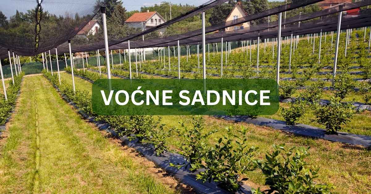 Voćne Sadnice - Najkvalitetniji Rasadnik Voćaka u Srbiji