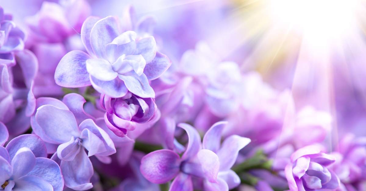 Jorgovan – Mirisni Cvet Proleća | Sadnice za misrisno proleće